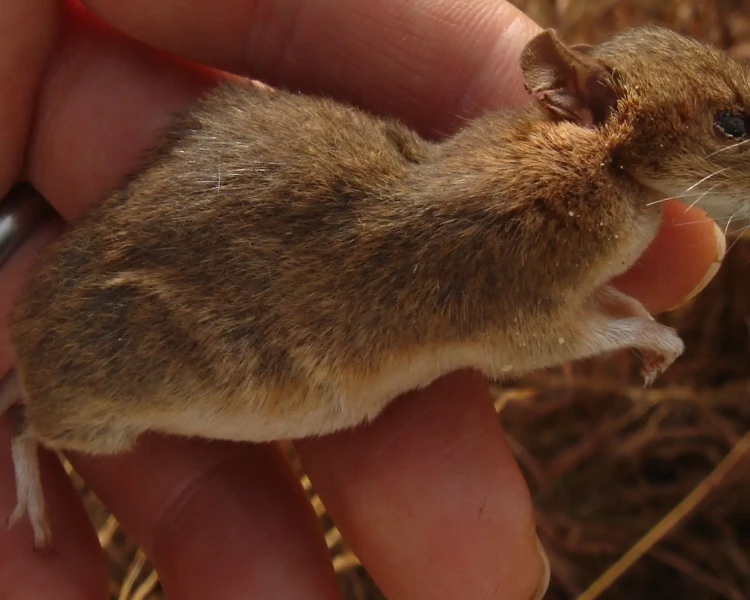 Uranomys ruddi - факти, дієта, ареал і фотографії на Animalia.bio