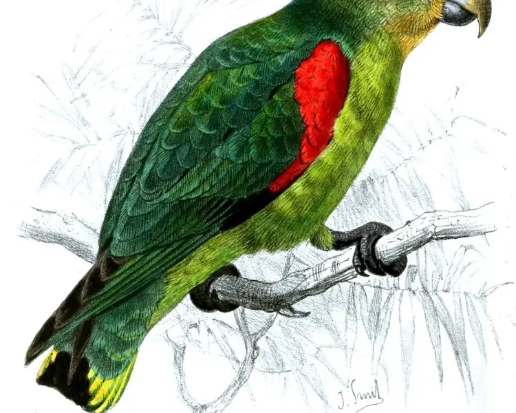 Blue-fronted parrotlet - Facts, Diet, Habitat & Pictures on Animalia.bio