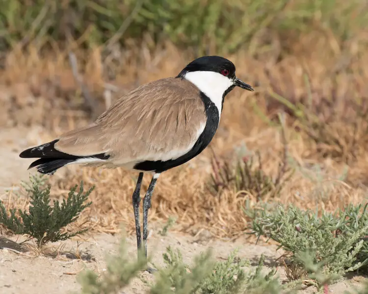 Vanellus spinosus - факти, дієта, ареал і фотографії на Animalia.bio