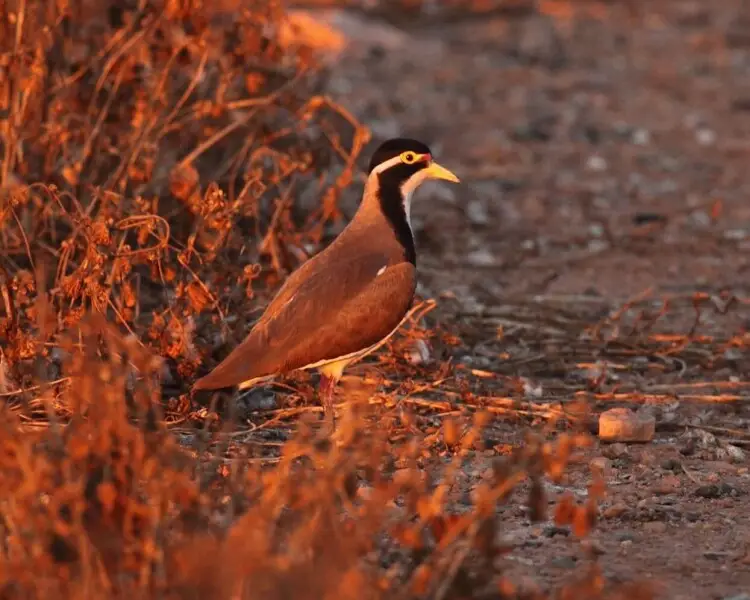 Banded lapwing - Facts, Diet, Habitat & Pictures on Animalia.bio