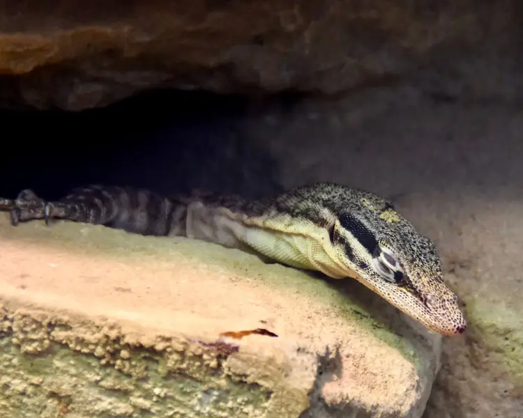 Kimberley rock monitor - Facts, Diet, Habitat & Pictures on Animalia.bio