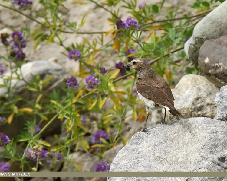 Variable wheatear - Facts, Diet, Habitat & Pictures on Animalia.bio