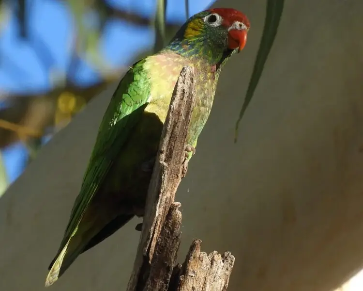 Psitteuteles versicolor - факти, дієта, ареал і фотографії на Animalia.bio