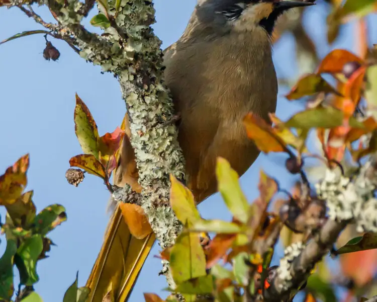 Variegated laughingthrush - Facts, Diet, Habitat & Pictures on Animalia.bio