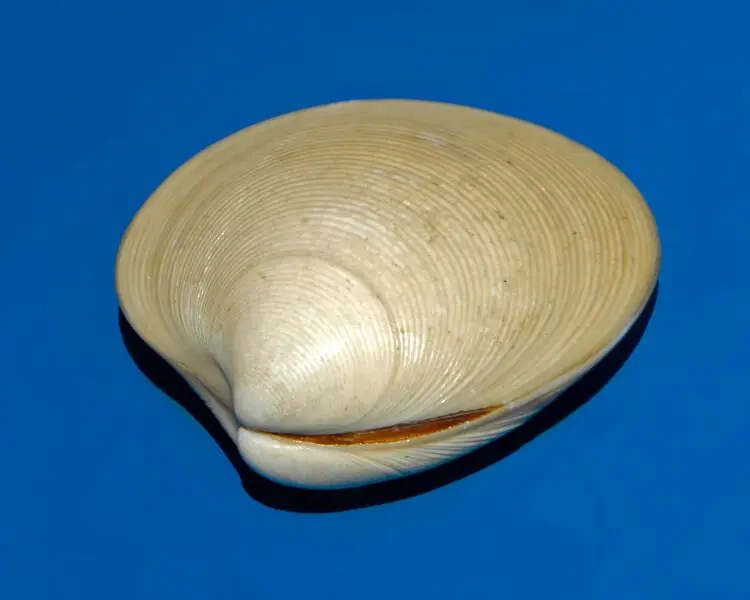 Dosinia dunkeri - факти, дієта, ареал і фотографії на Animalia.bio