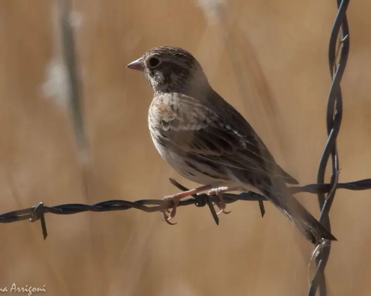 Vesper sparrow - Facts, Diet, Habitat & Pictures on Animalia.bio