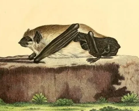 Scotophilus nigrita - факти, дієта, ареал і фотографії на Animalia.bio