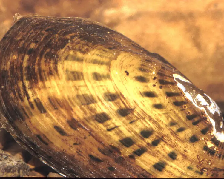 Villosa taeniata - факти, дієта, ареал і фотографії на Animalia.bio