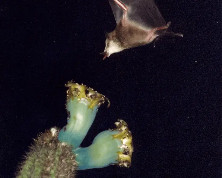 Lonchophylla mordax - факти, дієта, ареал і фотографії на Animalia.bio