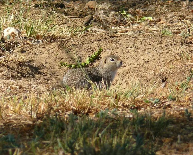 Urocitellus washingtoni - Facts, Diet, Habitat & Pictures on Animalia.bio