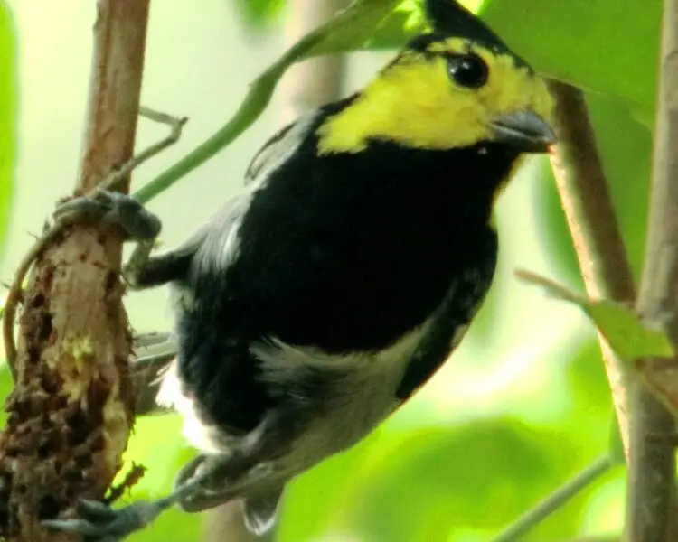 Yellow-cheeked tit - Facts, Diet, Habitat & Pictures on Animalia.bio