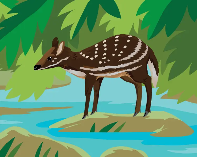 Water Chevrotain - Facts, Diet, Habitat & Pictures on Animalia.bio