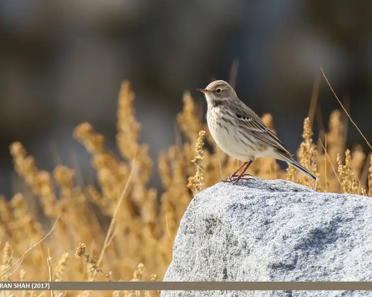 Water pipit - Facts, Diet, Habitat & Pictures on Animalia.bio