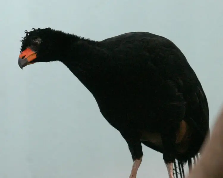 Wattled curassow - Facts, Diet, Habitat & Pictures on Animalia.bio
