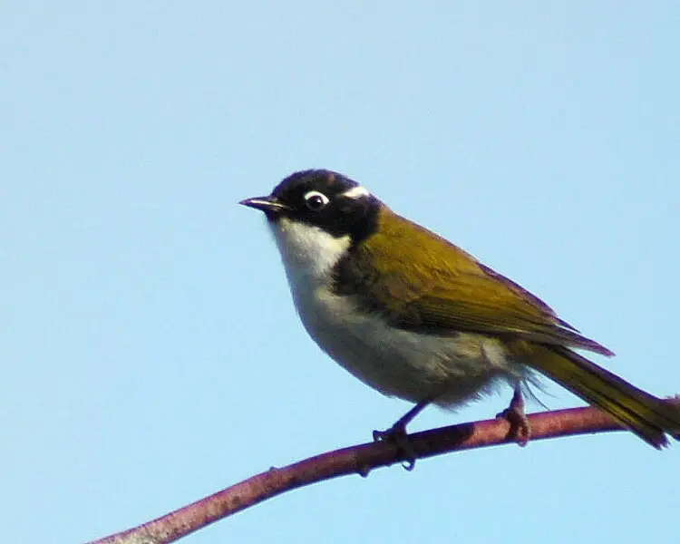 Gilbert's honeyeater - Facts, Diet, Habitat & Pictures on Animalia.bio