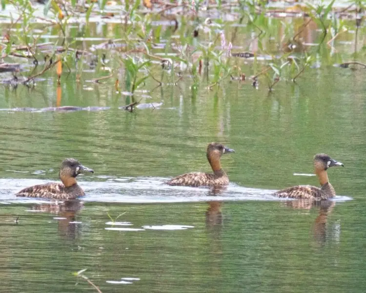 White-backed duck - Facts, Diet, Habitat & Pictures on Animalia.bio