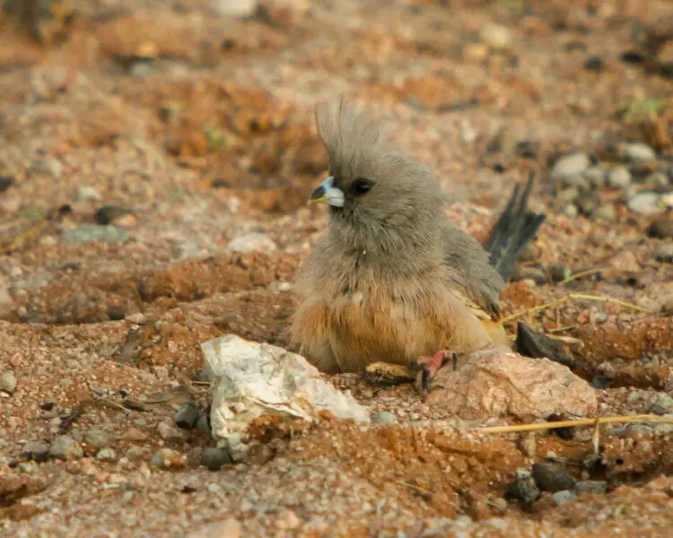 Чепіга намібійська - факти, дієта, ареал і фотографії на Animalia.bio