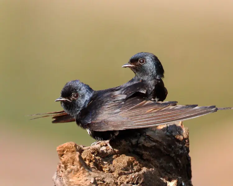 White-banded swallow - Facts, Diet, Habitat & Pictures on Animalia.bio