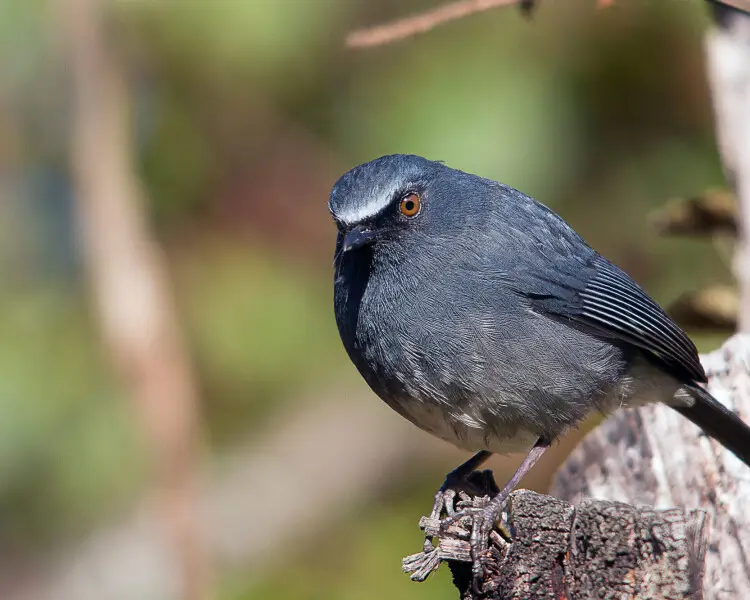 Sholicola albiventris - факти, дієта, ареал і фотографії на Animalia.bio