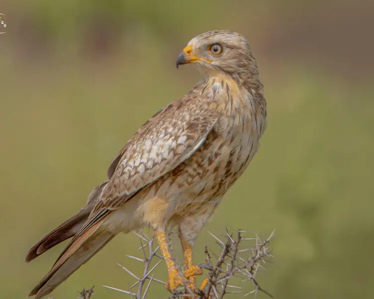 Butastur teesa - факти, дієта, ареал і фотографії на Animalia.bio