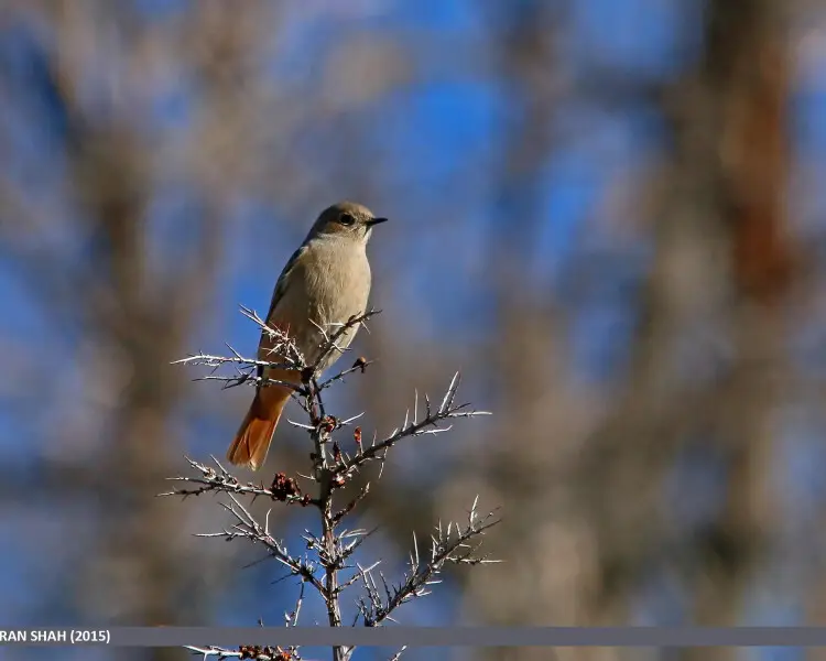 Güldenstädt's redstart - Facts, Diet, Habitat & Pictures on Animalia.bio