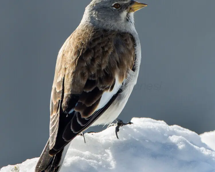 White-winged snowfinch - Facts, Diet, Habitat & Pictures on Animalia.bio