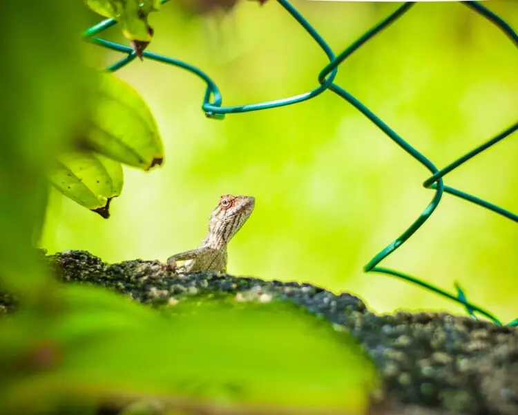 Calotes liolepis - Fatti, dieta, habitat e immagini su Animalia.bio