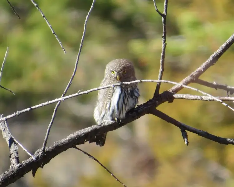 Mountain pygmy owl - Facts, Diet, Habitat & Pictures on Animalia.bio