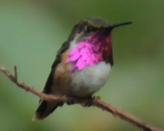 Selasphorus ellioti - факти, дієта, ареал і фотографії на Animalia.bio