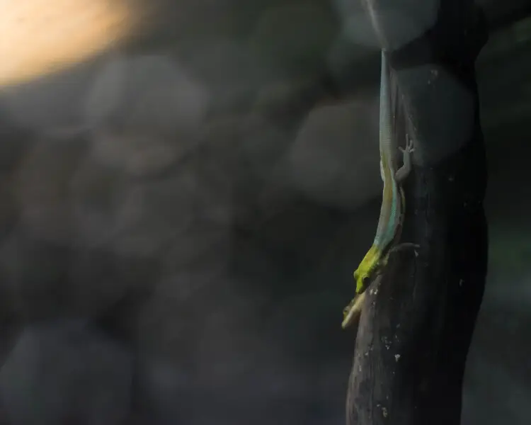 Yellow-headed day gecko - Facts, Diet, Habitat & Pictures on Animalia.bio