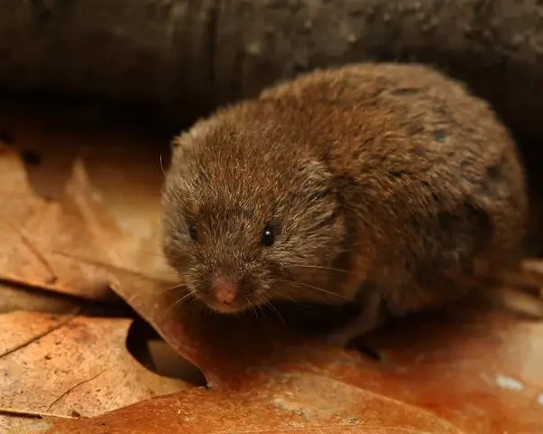 Microtus pinetorum - факти, дієта, ареал і фотографії на Animalia.bio