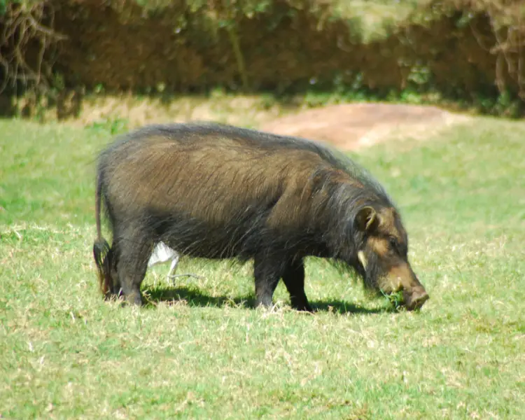 Giant Forest Hog - Facts, Diet, Habitat & Pictures on Animalia.bio