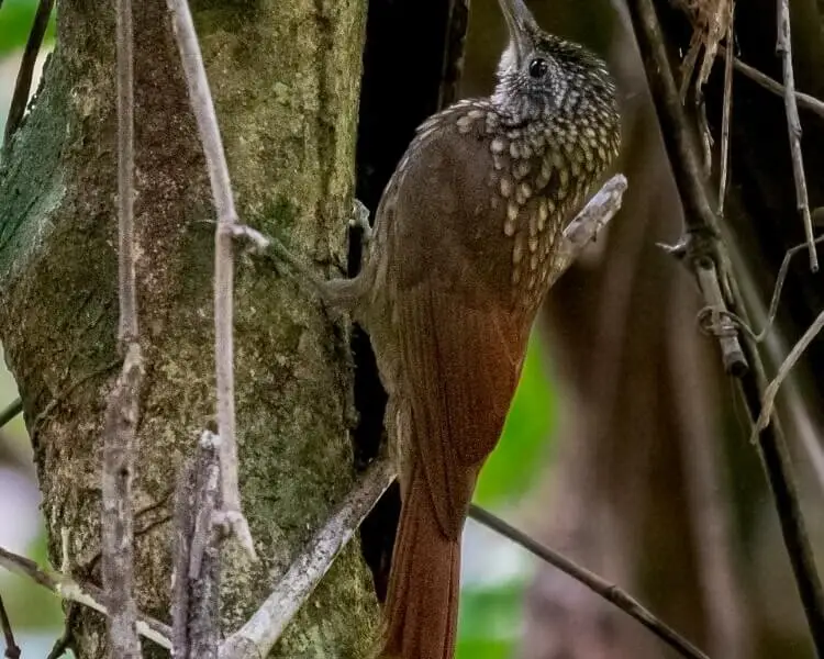 Xiphorhynchus spixii - Fatti, dieta, habitat e immagini su Animalia.bio