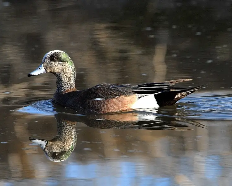 American Wigeon - Facts, Diet, Habitat & Pictures on Animalia.bio