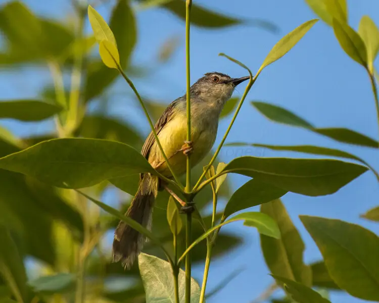 Yellow-bellied prinia - Facts, Diet, Habitat & Pictures on Animalia.bio