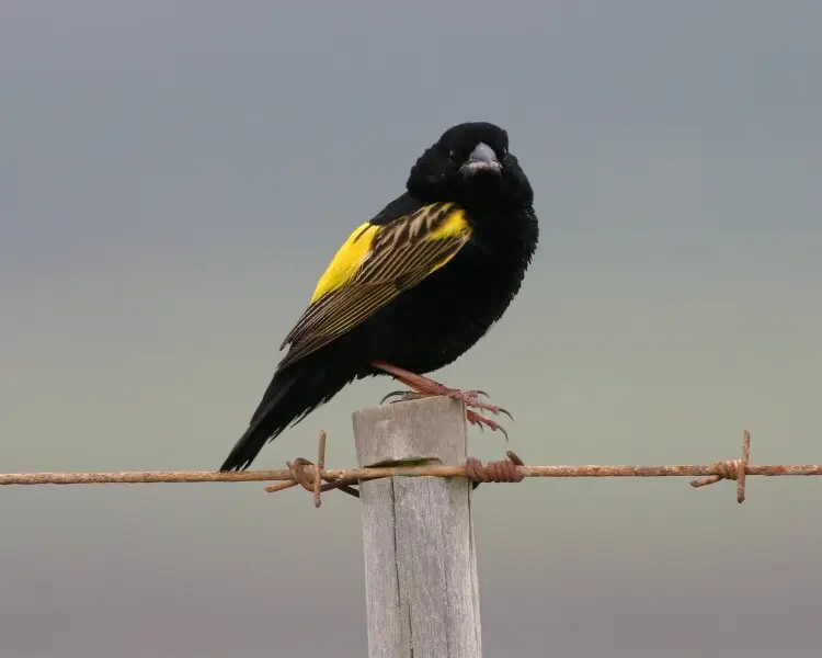 Yellow bishop - Facts, Diet, Habitat & Pictures on Animalia.bio