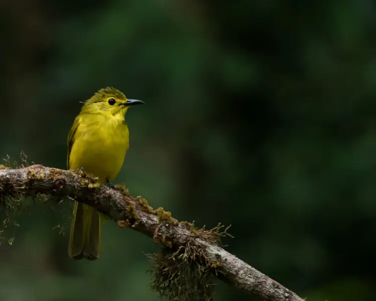 Yellow-browed bulbul - Facts, Diet, Habitat & Pictures on Animalia.bio
