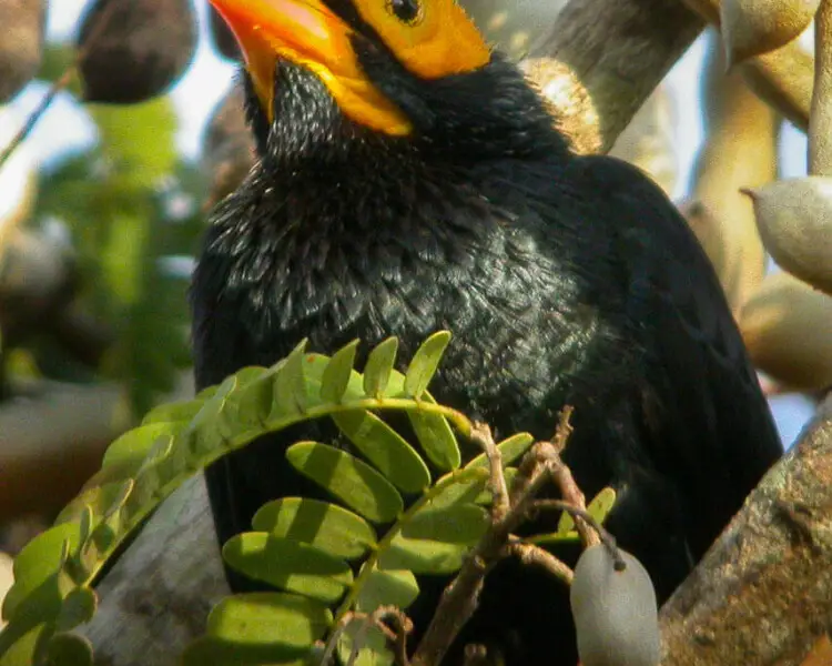 Yellow-faced myna - Facts, Diet, Habitat & Pictures on Animalia.bio