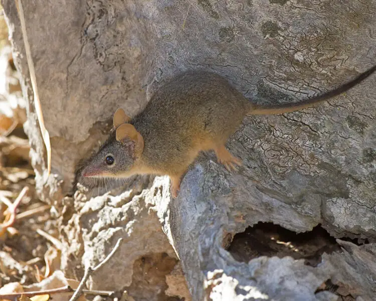 Yellow-footed antechinus - Facts, Diet, Habitat & Pictures on Animalia.bio
