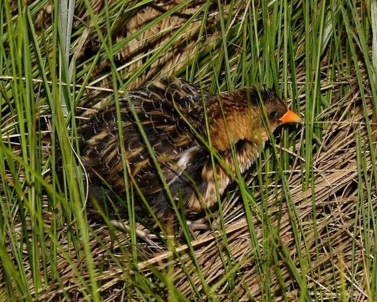 Yellow rail - Facts, Diet, Habitat & Pictures on Animalia.bio