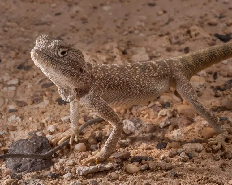 Trapelus flavimaculatus - факти, дієта, ареал і фотографії на Animalia.bio