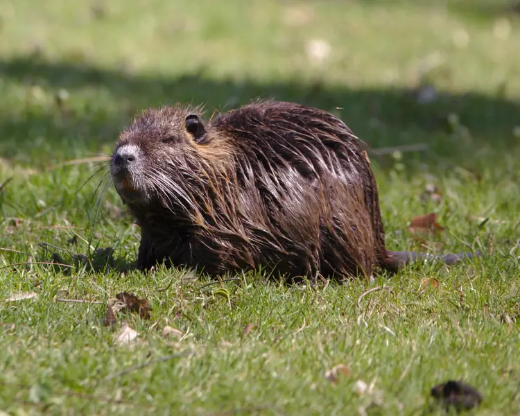 Coypu - Facts, Diet, Habitat & Pictures on Animalia.bio