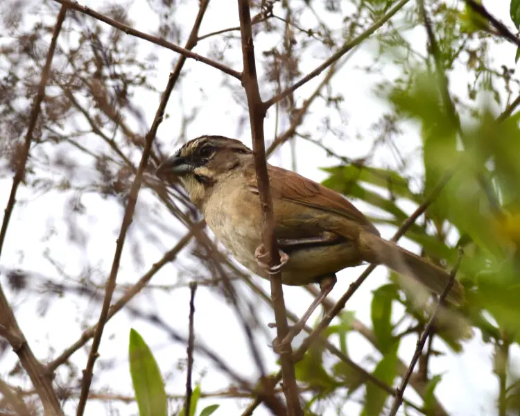 Rusty sparrow - Facts, Diet, Habitat & Pictures on Animalia.bio
