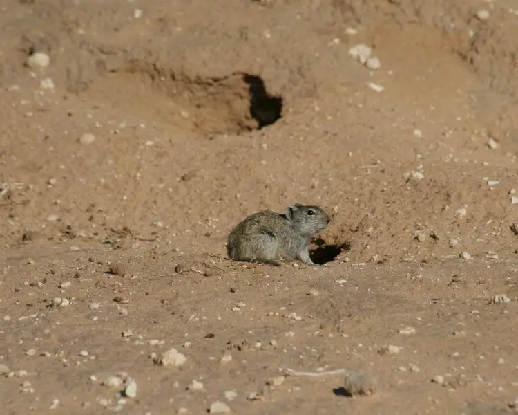 Woosnam's broad-headed mouse - Facts, Diet, Habitat & Pictures on ...