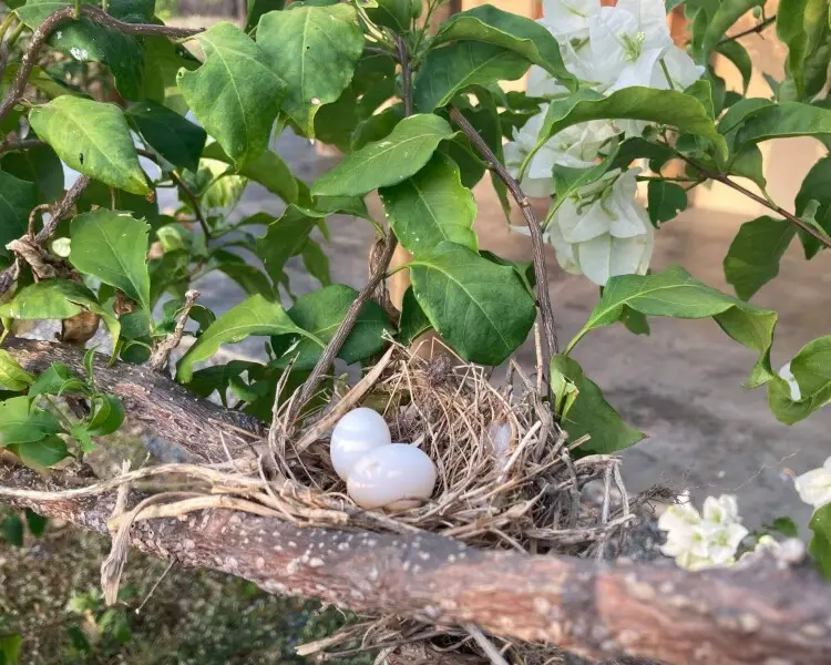 Plain-breasted ground dove - Facts, Diet, Habitat & Pictures on ...