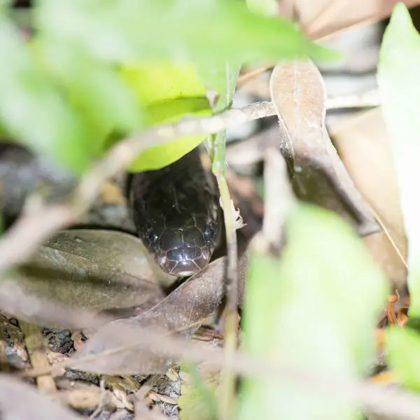 Many-Banded Krait - Facts, Diet, Habitat & Pictures on Animalia.bio