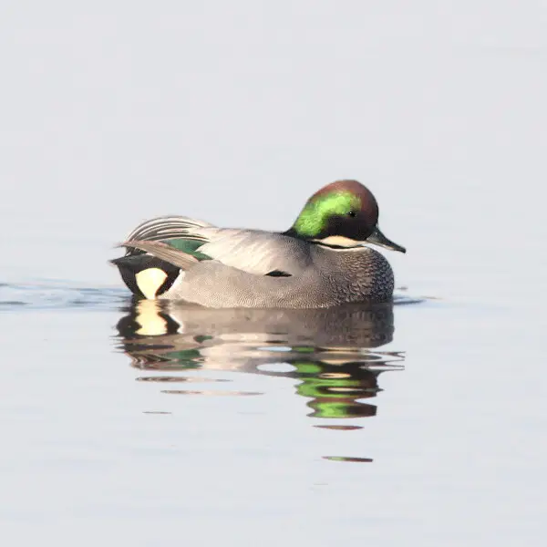 Falcated duck - Facts, Diet, Habitat & Pictures on Animalia.bio