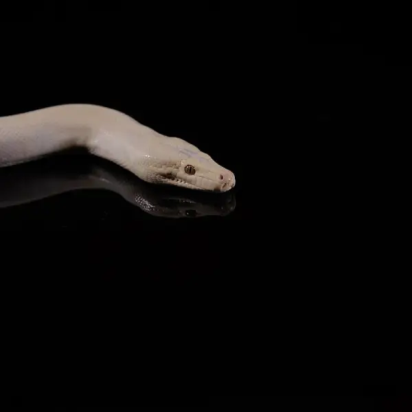 Olive Python - Facts, Diet, Habitat & Pictures on Animalia.bio