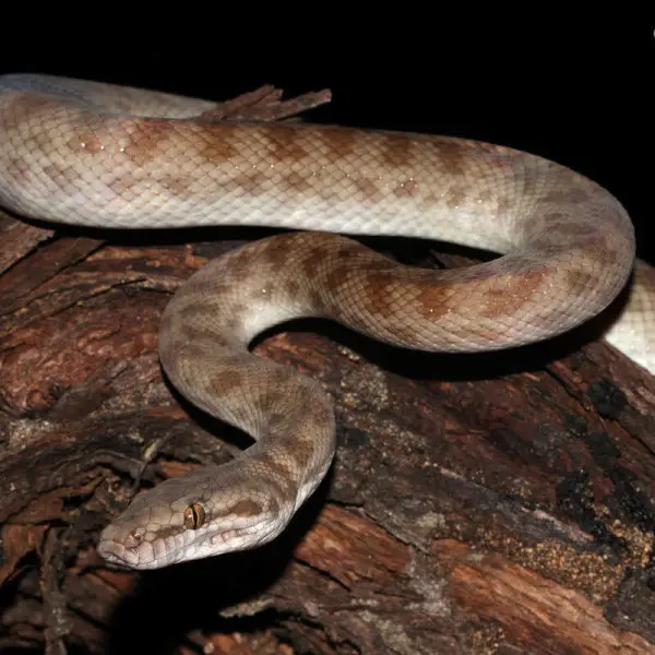 Children's Python - Facts, Diet, Habitat & Pictures on Animalia.bio