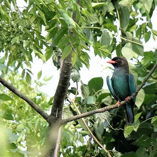 Oriental dollarbird - Facts, Diet, Habitat & Pictures on Animalia.bio